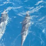 Maui: Kaanapali Beach 4-hour Snorkel w/ BBQ Lunch & Open Bar - The Snorkel Spots and Marine Life