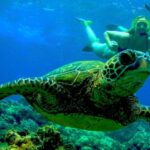 Maui: Kaanapali Beach 5-hr Snorkel w/ BBQ Lunch & Open Bar - What We Learned from Reviews