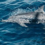 Maui: Kaanapali Dolphin Watching Boat Trip with Lunch - Authentic Feedback from Travelers