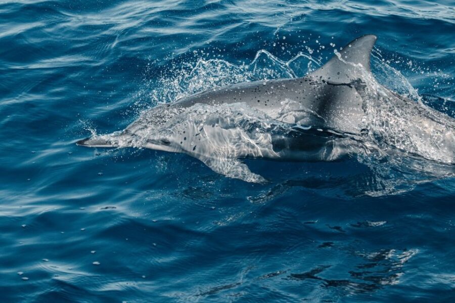 Maui: Kaanapali Dolphin Watching Boat Trip with Lunch - Authentic Feedback from Travelers