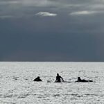 Maui: Lahaina Surfing Lesson with Local Instructor - The Personal Touch: Guided by a Local Waterman