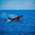 Maui: Luxury Catamaran Whale Watch & Sail - Pricing and Value