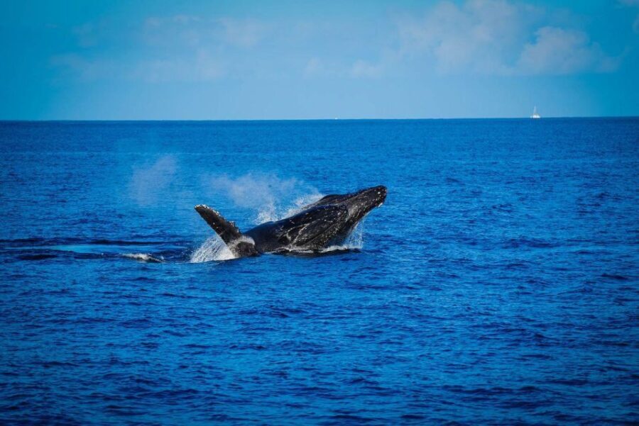 Maui: Luxury Catamaran Whale Watch & Sail - Pricing and Value