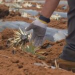Maui: Pineapple Planting Experience - Who Should Consider This Tour?