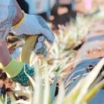 Maui Pineapple Planting Experience - Who Will Love This Tour?