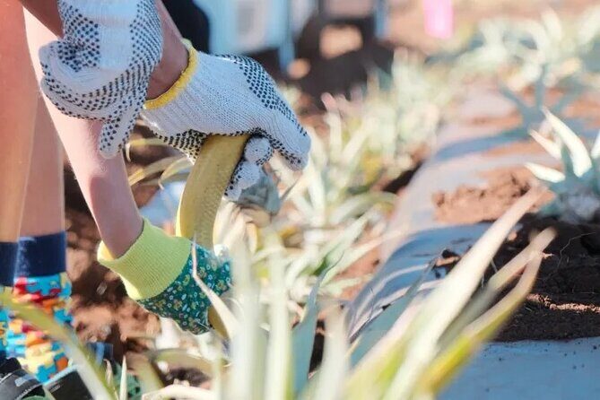 Maui Pineapple Planting Experience - Who Will Love This Tour?