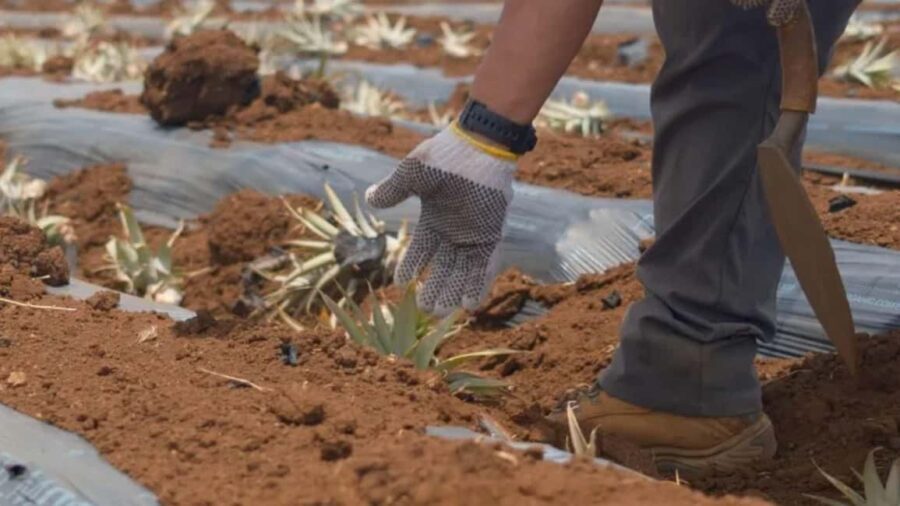 Maui: Pineapple Planting Experience - Who Should Consider This Tour?