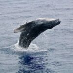 Maui Premium Sunset Dinner Cruise & Whale Watch - What Travelers Say: Authentic Experiences