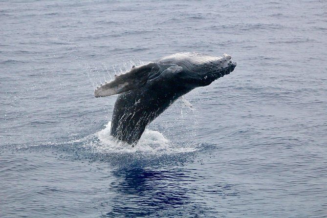 Maui Premium Sunset Dinner Cruise & Whale Watch - What Travelers Say: Authentic Experiences