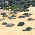 Maui: Private Halfway to Hana Tour - The Comfort and Convenience Factor