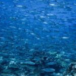 Maui: Small Group Shark & Turtle Scuba Dive from Shore - The Itinerary: What Can You Expect?