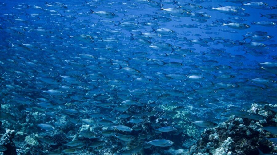 Maui: Small Group Shark & Turtle Scuba Dive from Shore - The Itinerary: What Can You Expect?