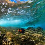 Maui: Snorkel and Sunset Sail with Water Slide - What to Expect on This Water Adventure