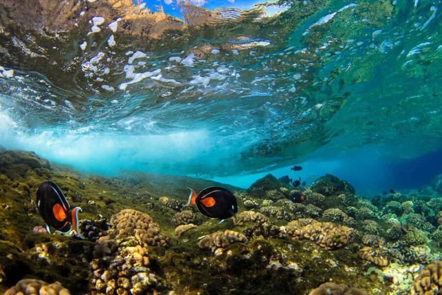 Maui: Snorkel and Sunset Sail with Water Slide - What to Expect on This Water Adventure