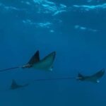 Maui: Snorkel with Turtles and Picnic Tour - The Sum Up