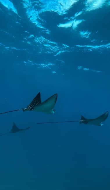 Maui: Snorkel with Turtles and Picnic Tour - The Sum Up