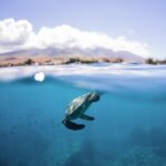 Maui Snorkeling Boat Tour to Turtle Town Aboard Quicksilver - The Verdict: Is It Worth It?