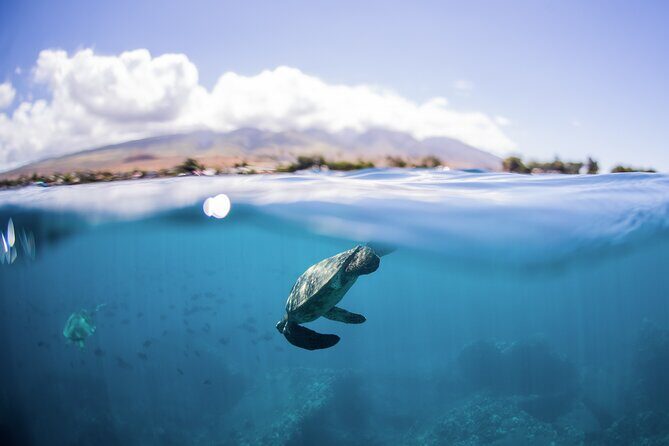 Maui Snorkeling Boat Tour to Turtle Town Aboard Quicksilver - The Verdict: Is It Worth It?
