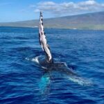 Maui: Sunrise Whale Watch - The Value of the Experience