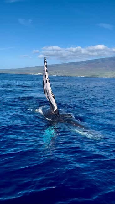 Maui: Sunrise Whale Watch - The Value of the Experience