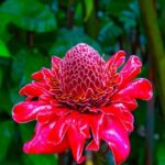 Maui Tropical Rainforest Eco Tour with Lunch - The Guides: Knowledge and Personal Touch