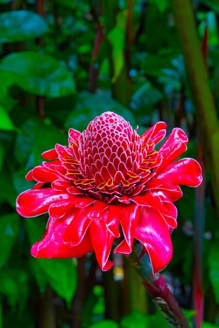 Maui Tropical Rainforest Eco Tour with Lunch - The Guides: Knowledge and Personal Touch