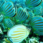 Maui: Turtle Town Snorkeling Tour with a Marine Biologist - FAQ