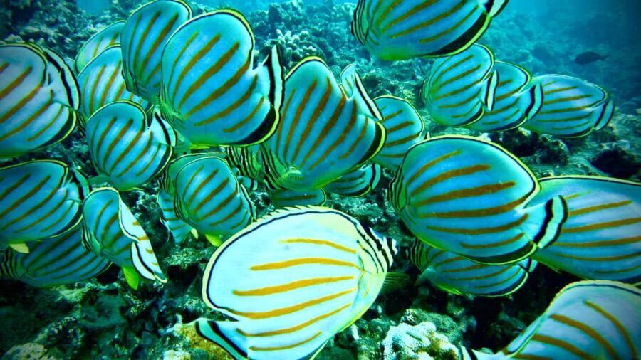Maui: Turtle Town Snorkeling Tour with a Marine Biologist - FAQ