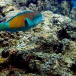 Maui: West Side Discovery Kayak & Snorkel from UKUMEHAME - What Makes It Special?