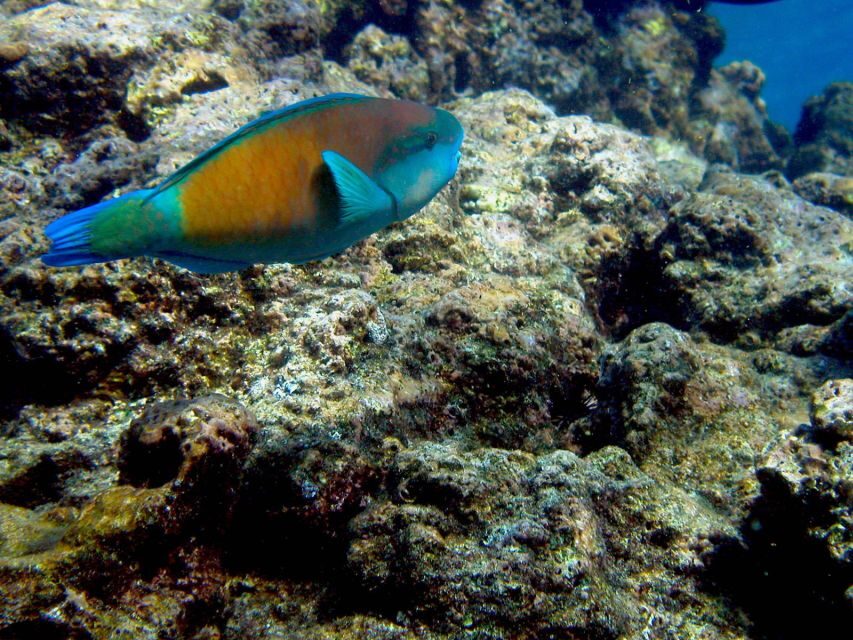 Maui: West Side Discovery Kayak & Snorkel from UKUMEHAME - What Makes It Special?