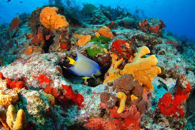 Mayan Adventure Snorkeling Tour from Playa del Carmen or Riviera Maya - Authenticity and Considerations