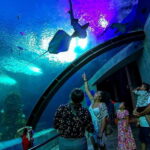 Mazatlan: Grand Aquarium Ticket and City Sightseeing Tour - The Aquarium: Marine Life and Interactive Exhibits