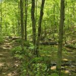 Meditative, Forest Bathing Hike followed by Yoga on the Deck - Who Should Consider This Tour?