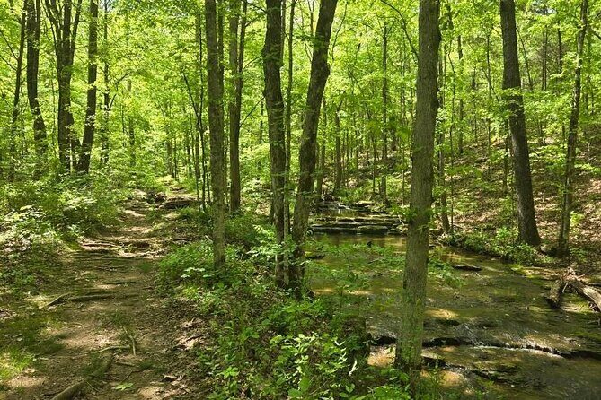 Meditative, Forest Bathing Hike followed by Yoga on the Deck - Who Should Consider This Tour?