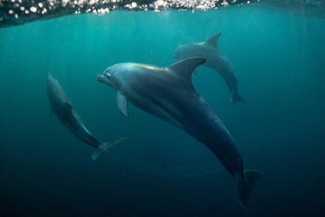 Meet Dolphins in Huatulco - Who Is This Tour Best For?