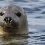 Meet The Seals Boat Tour - Travel by boat to a Secret Seal Cove - Why This Tour Stands Out