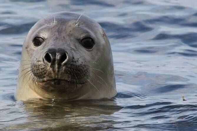 Meet The Seals Boat Tour - Travel by boat to a Secret Seal Cove - Why This Tour Stands Out