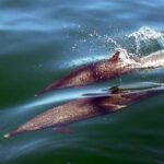 Mega Yacht ALL INCLUSIVE Yelapa Waterfall & Snorkeling Adventure - What’s Included and What’s Not?