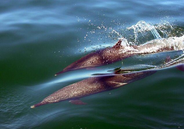 Mega Yacht ALL INCLUSIVE Yelapa Waterfall & Snorkeling Adventure - What’s Included and What’s Not?