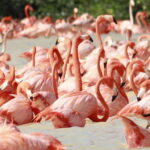 Merida: Celestun Boat Ride Mangrove Experience! Beach Time - Who Is This Tour Best For?