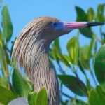 Merida: Kayaking and Bird Sanctuary in Sisal - Practical Details and What’s Included