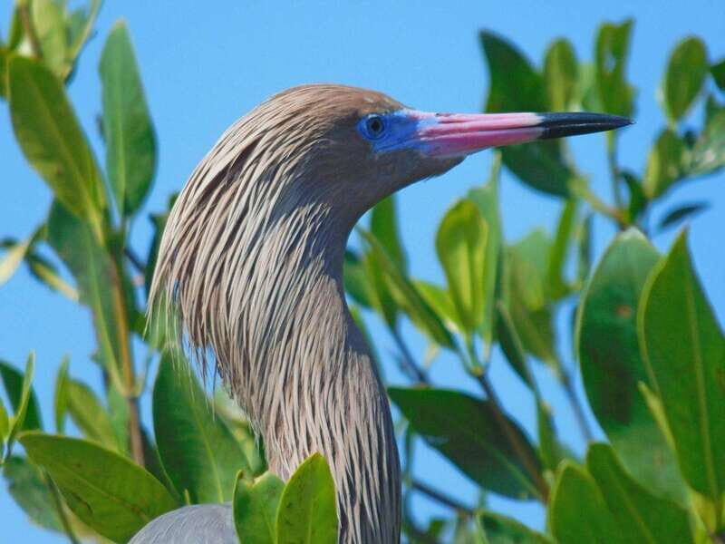 Merida: Kayaking and Bird Sanctuary in Sisal - Practical Details and What’s Included