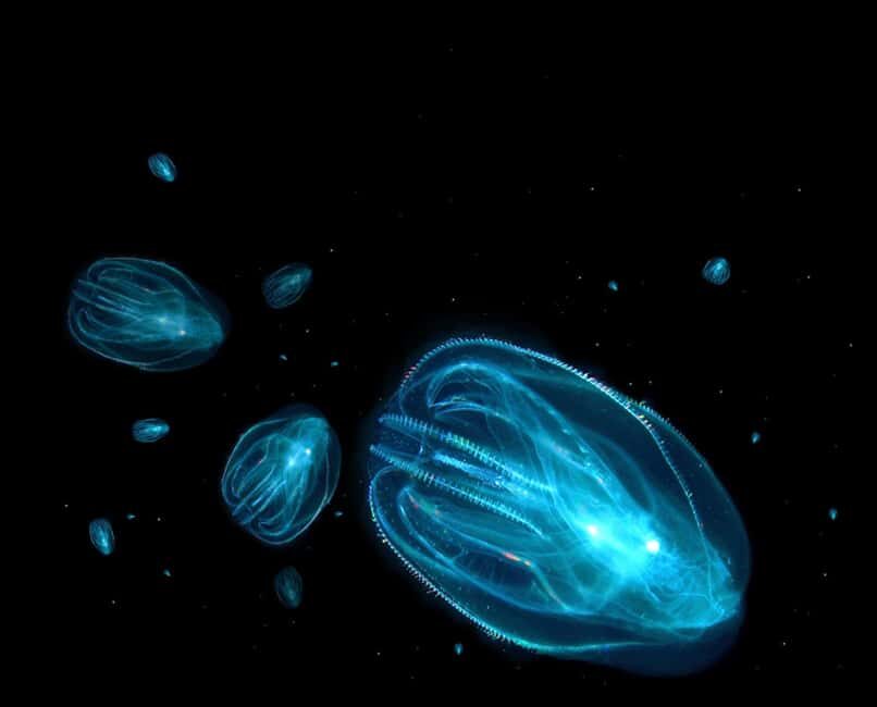 Merritt Island: Bioluminescent Paddle Raft Tour - Who Would Love This Tour?