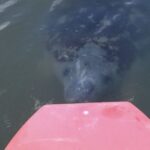 Merritt Island: Manatee Watching Paddle or Kayak Tour - Who Will Love This Tour?