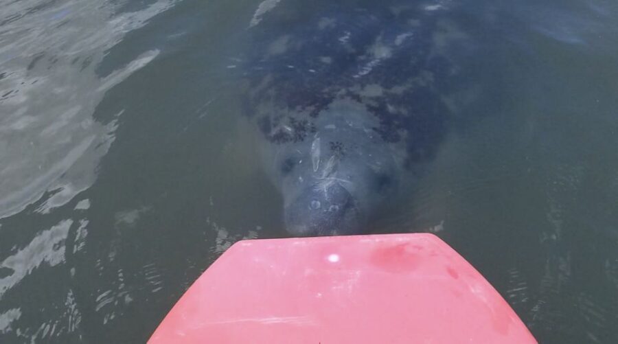 Merritt Island: Manatee Watching Paddle or Kayak Tour - Who Will Love This Tour?