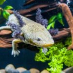 Mexico City: Entry Ticket to Acuario Michin - Final Thoughts