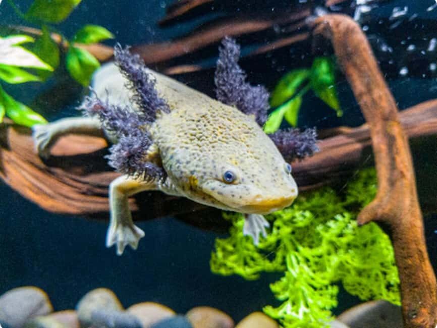 Mexico City: Entry Ticket to Acuario Michin - Final Thoughts