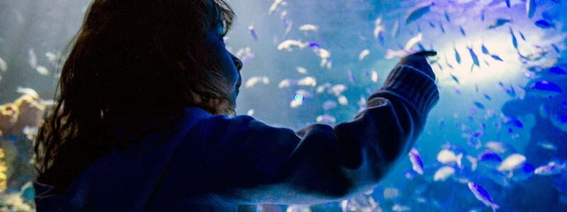 Mexico City: Inbursa Aquarium optional Round trip transfer - The Highlights: Why This Tour Can Be Memorable