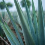 Mexico City: Mezcal Tasting and Market Tour with Lunch - Detailed Breakdown of the Itinerary
