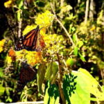 Mexico City: Monarch Butterfly Sanctuary Day Tour - Analyzing the Value